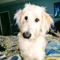Dang dog – 2 Left Shoes